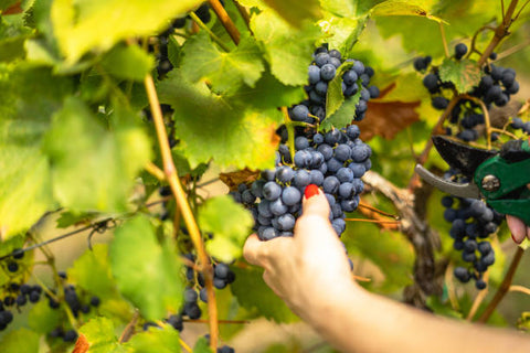 Pinot Noir, A Quick Guide - Blog – maivino
